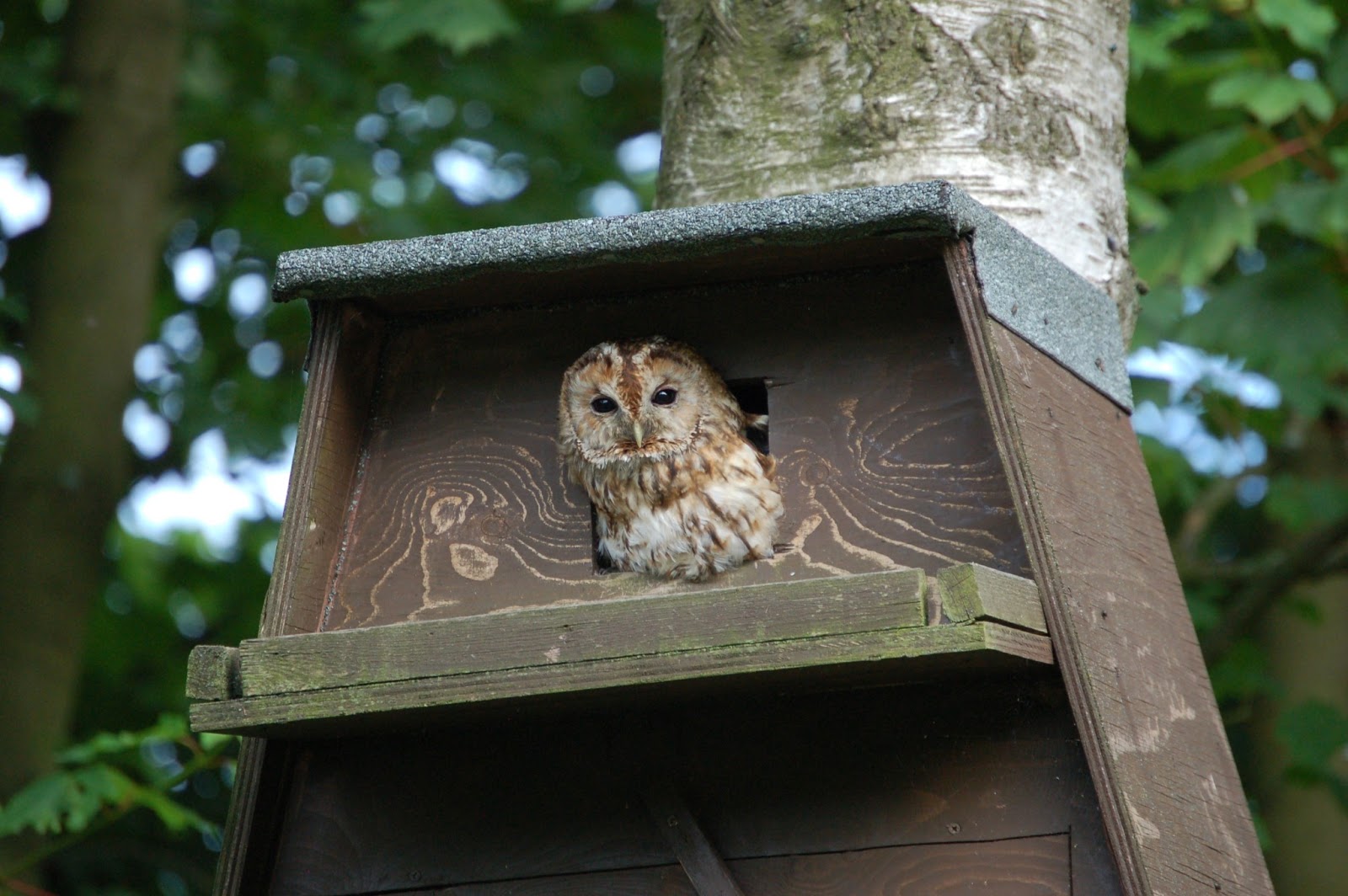 Jim and Kevs Owl Box Adventures: Owl box number 3
